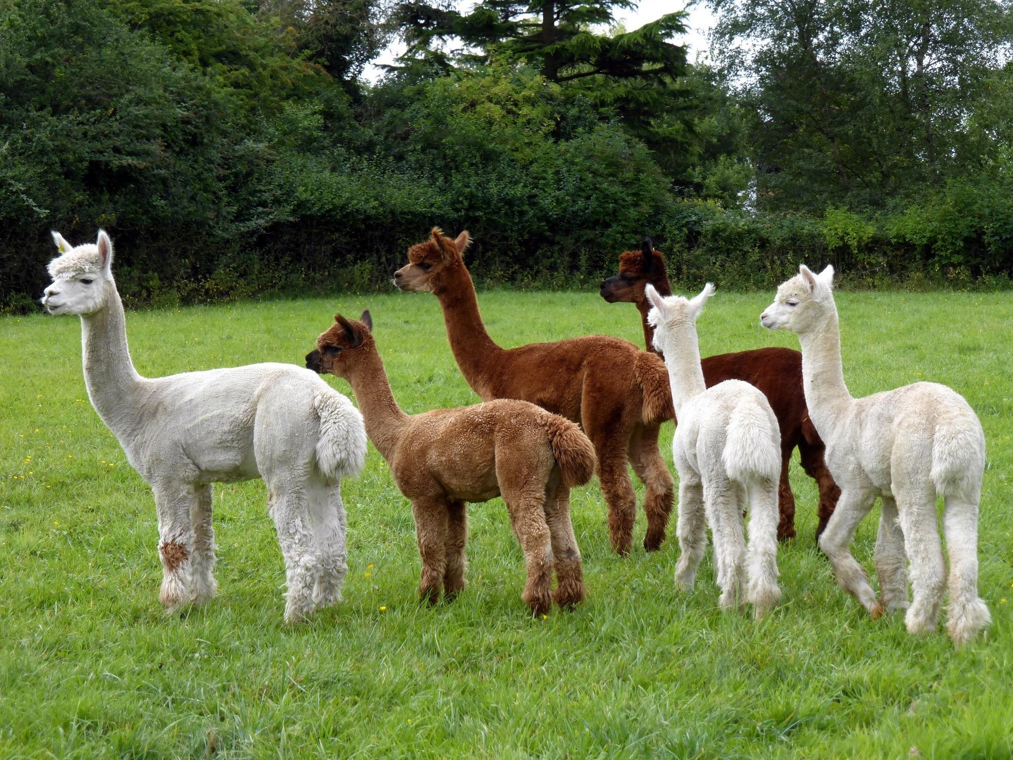 Yew Tree Alpacas - Visit Herts