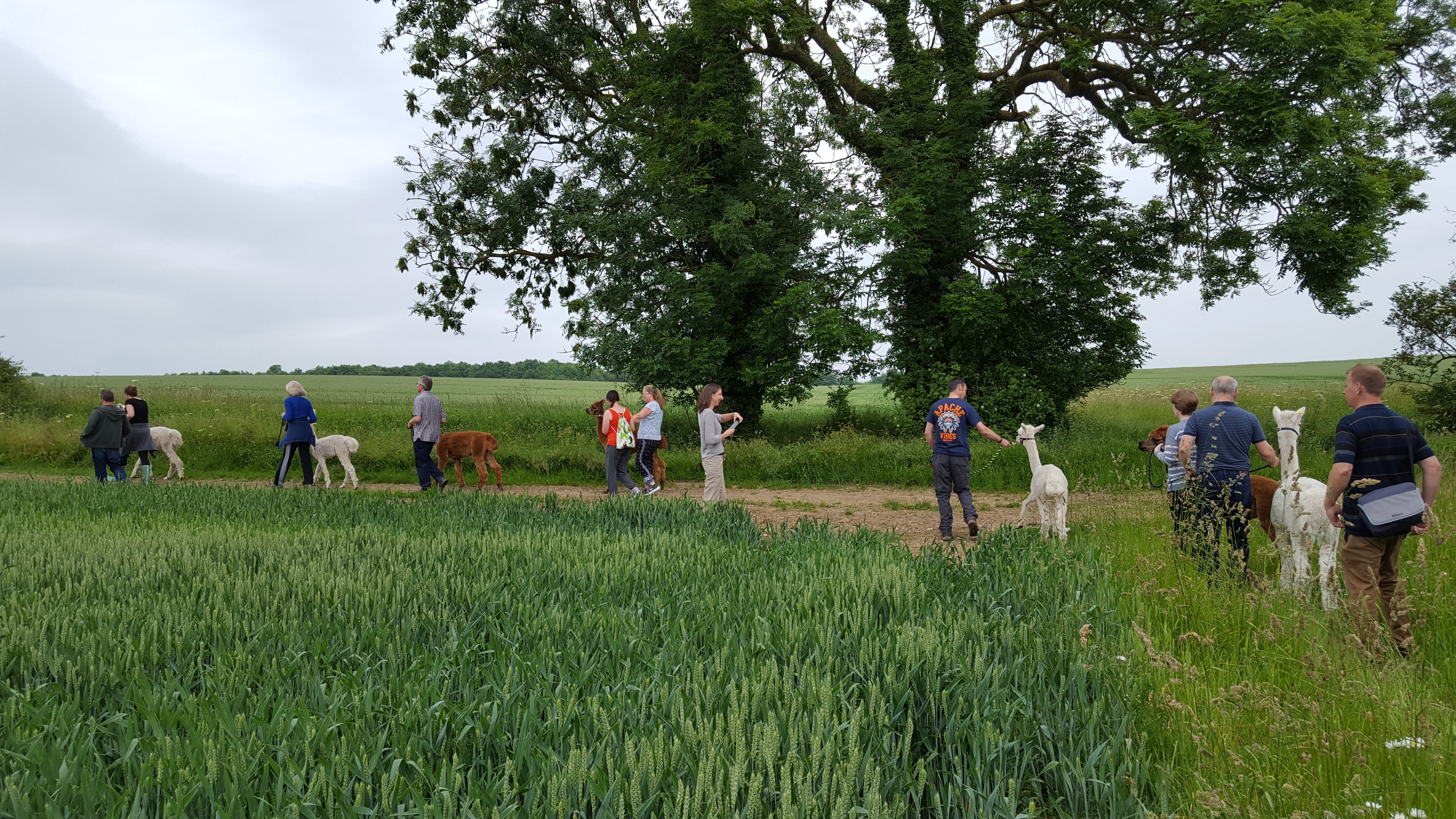 Yew Tree Alpacas - Visit Herts