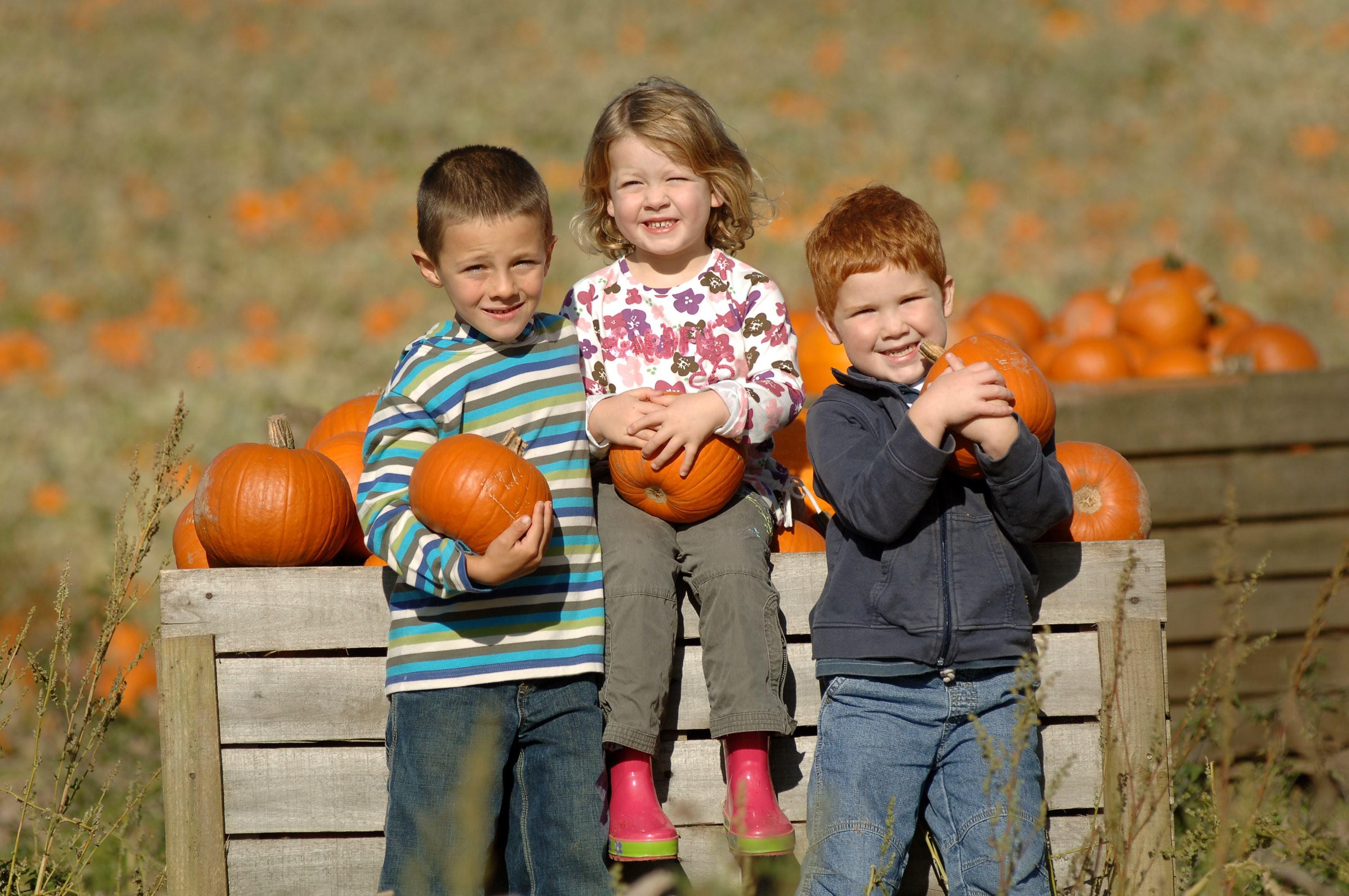 Top family-friendly ideas for October half term - Visit Herts