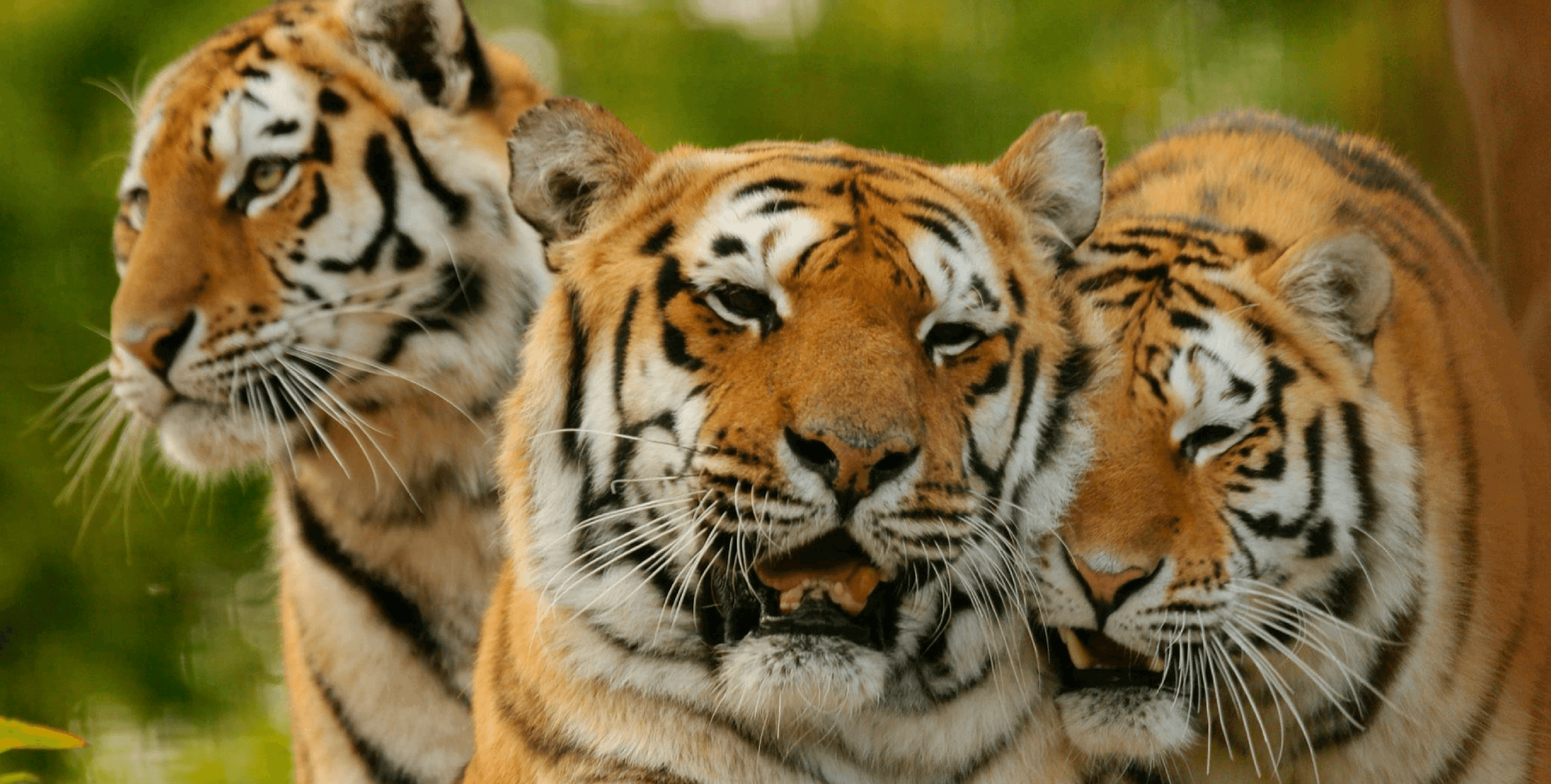Top animal adventures - Visit Herts