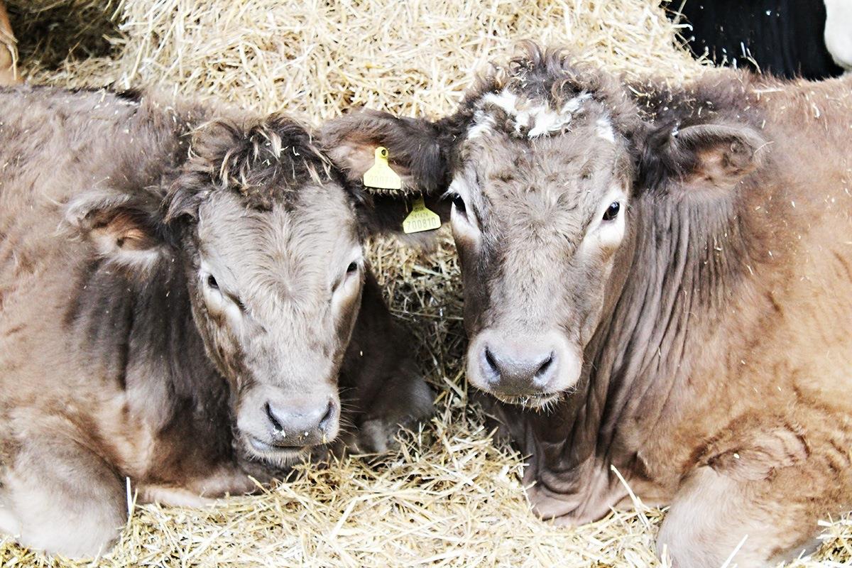 Foxholes Farm - Visit Herts