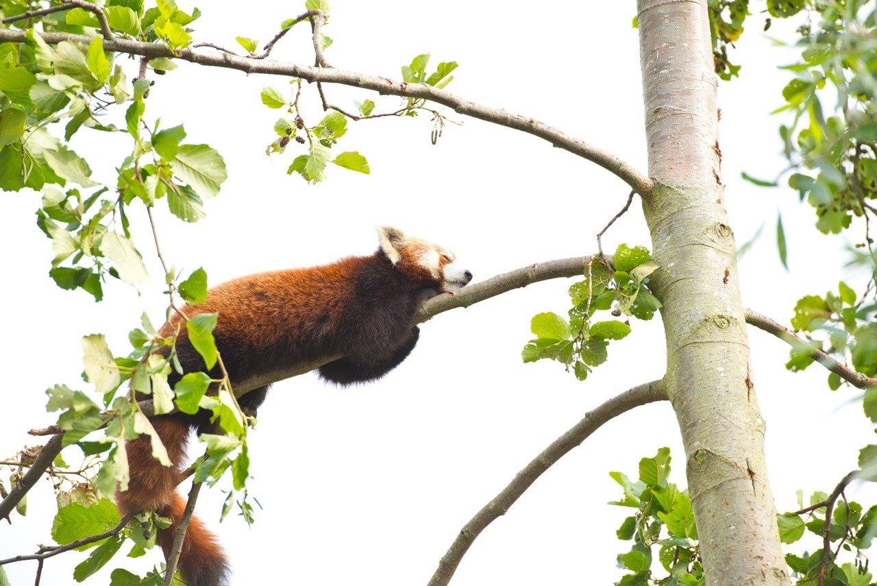 Shepreth Wildlife Park - Visit Herts